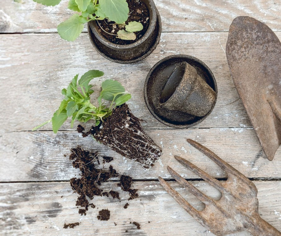 Live Plants, Flowers, & Trees - Decor Steals