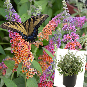 Buddleia Bi-Color - Default Title - Decor Steals
