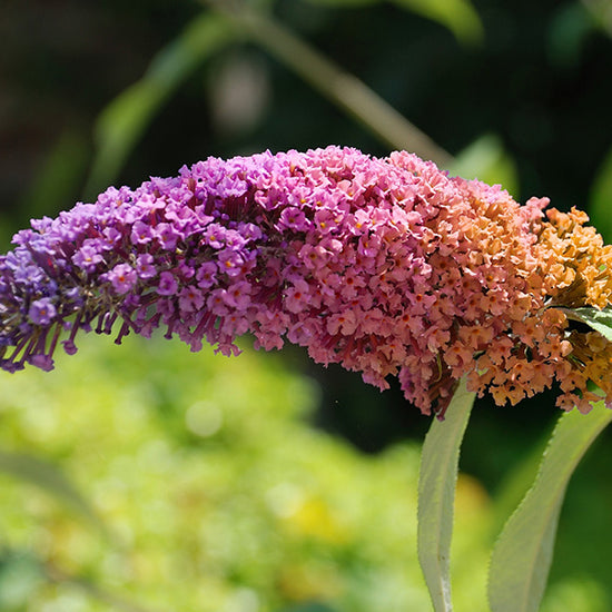 Buddleia Bi-Color - Default Title - Decor Steals