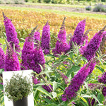 Buddleia Royal Razz - Default Title - Decor Steals