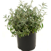 Buddleia Royal Razz - Default Title - Decor Steals