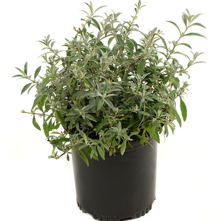 Buddleia Royal Razz - Default Title - Decor Steals