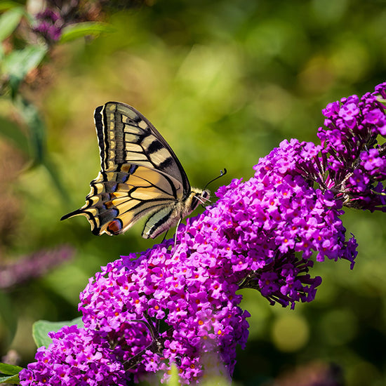 Buddleia Royal Razz - Default Title - Decor Steals