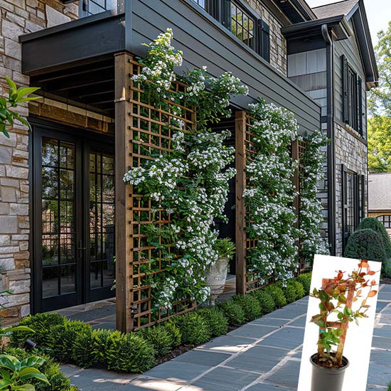 Confederate Jasmine in Trade Gallon - Decor Steals