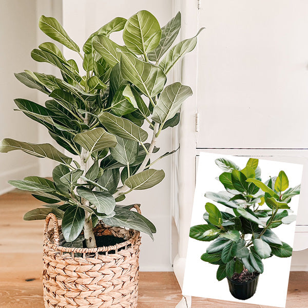 Ficus Audrey - Decor Steals