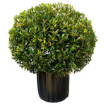 Eugenia Globe Topiary - Default Title - Decor Steals