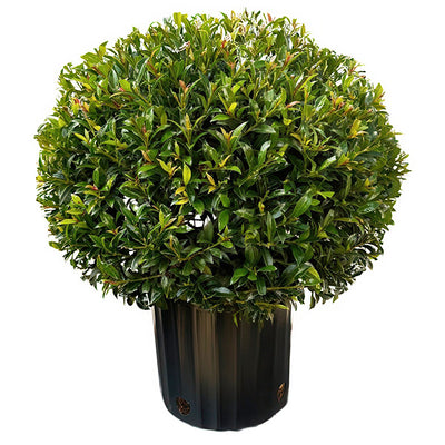 Eugenia Globe Topiary - Default Title - Decor Steals