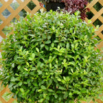 Eugenia Globe Topiary - Default Title - Decor Steals