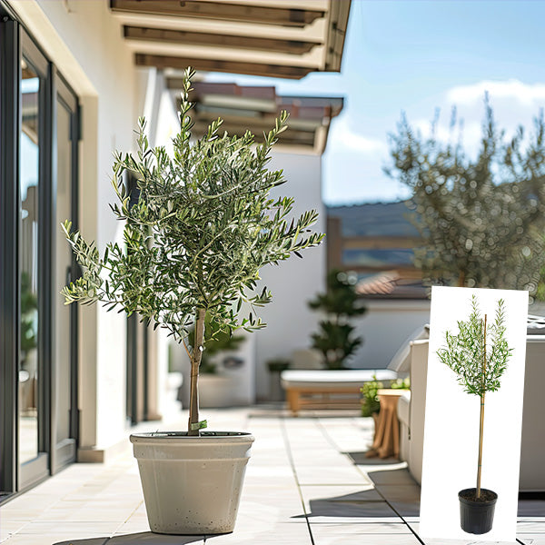 Olive Tree - Decor Steals