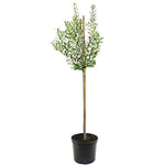 Decor Steals - Shop Home Decor on Sale