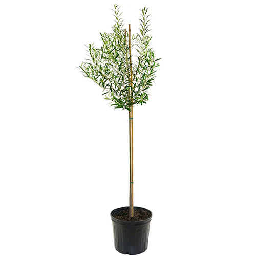 Olive Tree - Decor Steals