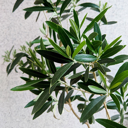 Olive Tree - Decor Steals